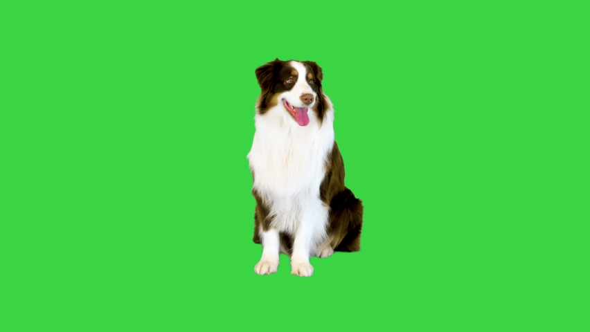 Dog Green Screen Stock Footage ~ Royalty Free Stock Videos | Pond5