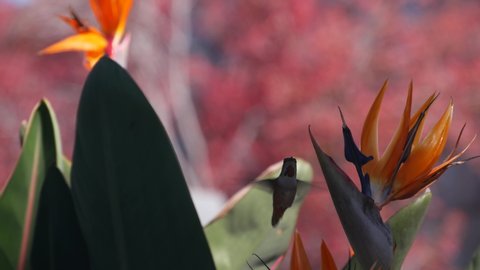 Strelitzia crane flower Stock Video Footage - 4K and HD Video Clips ...