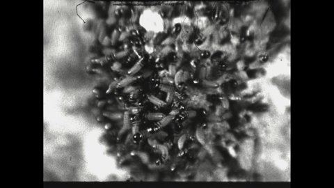 1960s Mass Tiny Writhing Maggots Larvae Stock Footage Video (100% ...