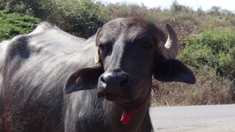 Indian Buffalo Gir National Park India Stock Footage Video (100% ...