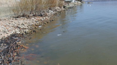 Dirty Water Danube River Coast Pollution Stock Footage Video (100% ...