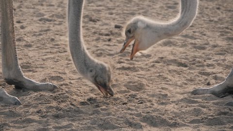 Farm animal poop Stock Video Footage - 4K and HD Video Clips | Shutterstock