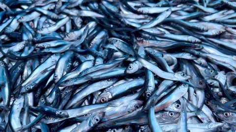 Freshly Caught Small Sea Fish Anchovies Stock Footage Video (100% ...