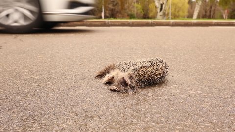 Dead Hedgehog Hedgehog Hit By Car Stock Footage Video (100% Royalty ...