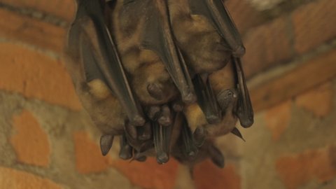 Colony Six Madagascar Fruit Bats Huddle Stock Footage Video (100% ...