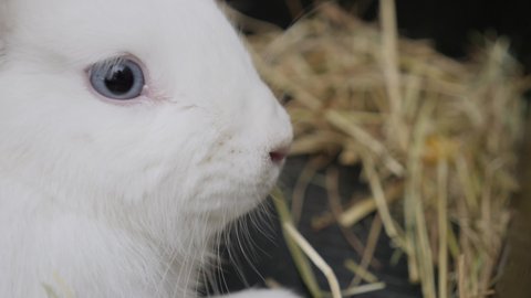 Closeup Portrait White Rabbit Blue Eyes Stock Footage Video (100% ...