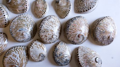 Polished South African Abalone Shells Unique Stock Footage Video (100% ...