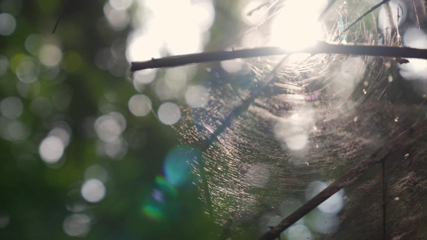 99 Sunlight through spider web Stock Video Footage - 4K and HD Video ...