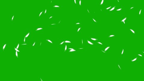 Falling Feathers Motion Graphics Green Screen Stock Footage Video (100% ...
