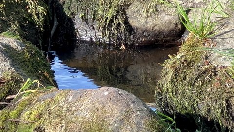 Pond Water Between Stones Stock Footage Video (100% Royalty-free ...