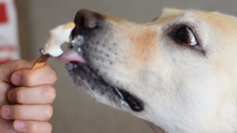 Labrador Eats Ice Cream Dog Licks Stock Footage Video (100% Royalty ...