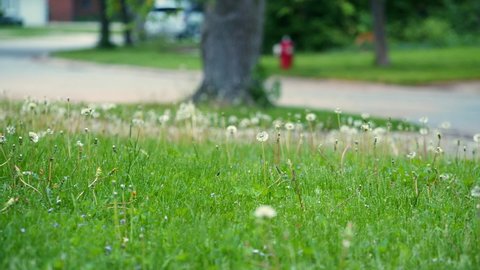 Weed Infestation On Front Lawn Yard Stock Footage Video (100% Royalty ...