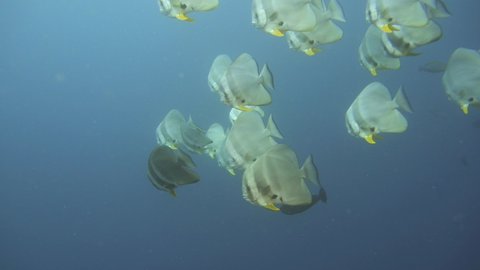 School Bat Fish On Reef Stock Footage Video (100% Royalty-free ...