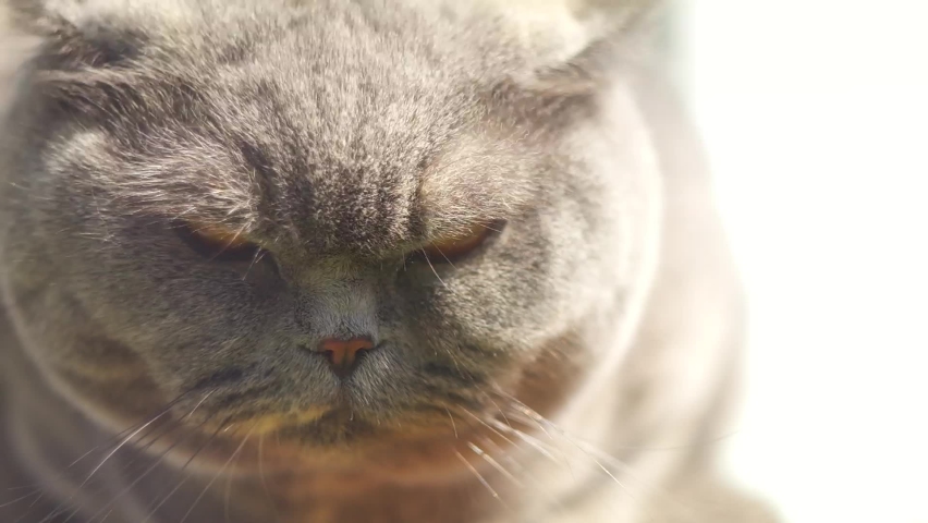 Cheshire cat face Stock Video Footage - 4K and HD Video Clips ...