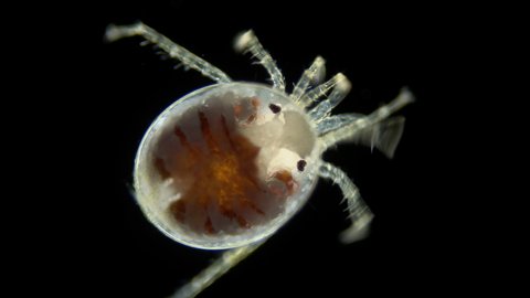Water Mite Hydrachnidia Family Pontarachnidae Under Stock Footage Video ...