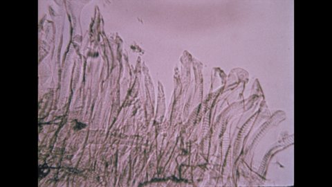 1940s Cells Under Light Microscope Fine Stock Footage Video (100% ...