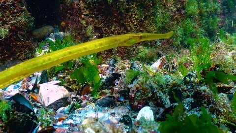 Broadnosed Pipefish Syngnathus Typhle Thickets Seaweed Stock Footage ...