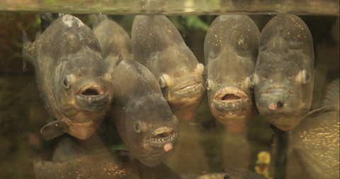 Parana Fish Together Shoal Giant Aquarium Stock Footage Video (100% ...