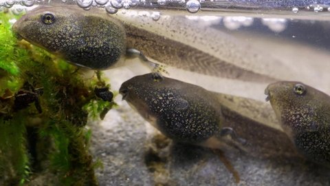 Tadpoles Undergoing Metamorphosis Into Frogs Developed Stock Footage ...