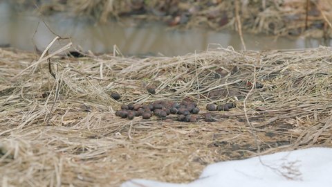 Moose Shit On Dry Grass Spring Stock Footage Video (100% Royalty-free ...