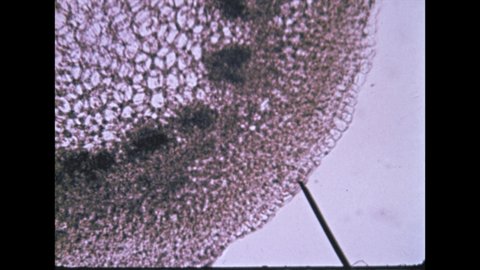 1940s Cells Cross Section Plant Under Stock Footage Video (100% Royalty ...