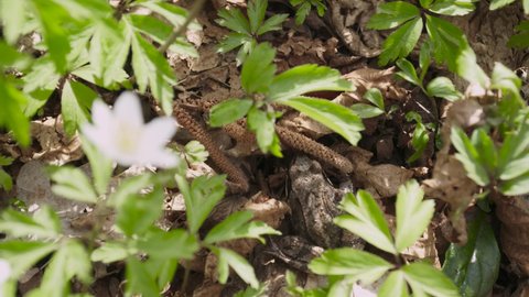 Amphibious Common Toad Sits Among Fallen Stock Footage Video (100% ...