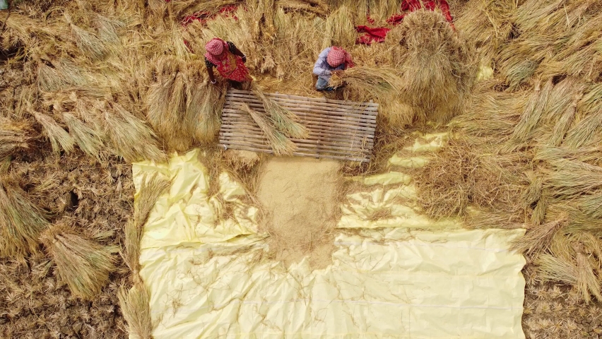 496 Paddy threshing Stock Video Footage - 4K and HD Video Clips ...