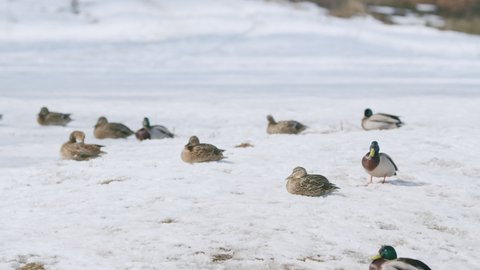 Colourful Mallard Ducks Drake Hen Basking Stock Footage Video (100% ...