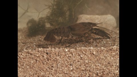 1850s Millipede Lobster Tank Stock Footage Video (100% Royalty-free ...