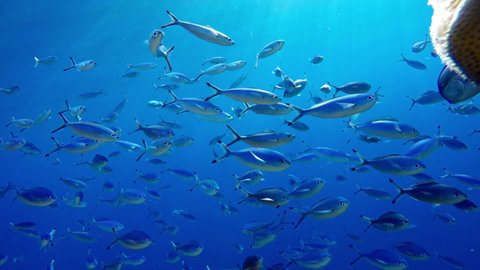 Huge Colony Fish Swimming Tropical Deep Stock Footage Video (100% ...