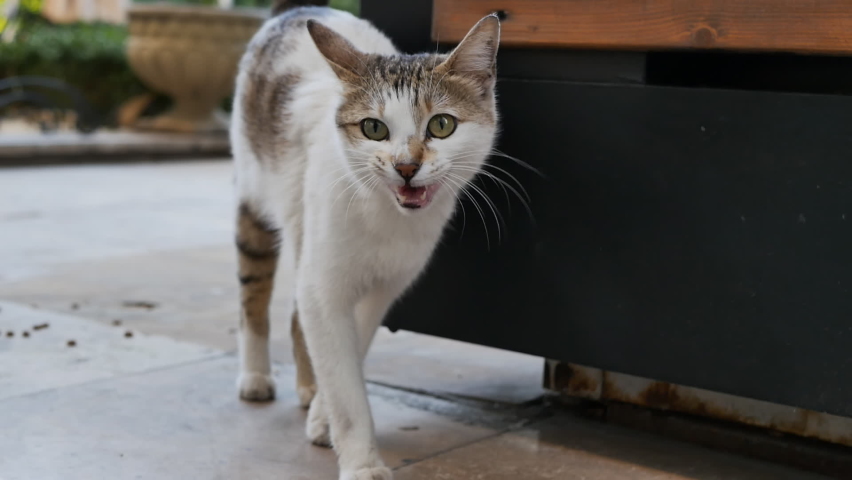 759 Cats Mating Videos