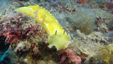 Small Marine Life Bright Yellow Nudibranch Stock Footage Video (100% ...