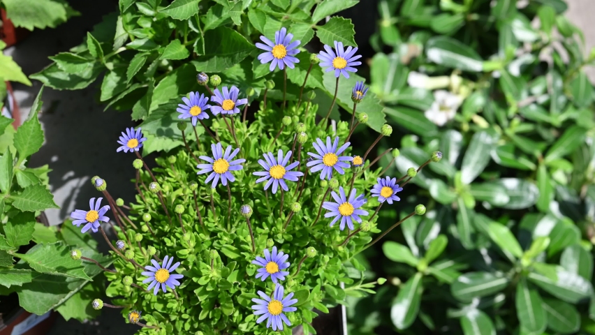 Felicia flower Stock Video Footage - 4K and HD Video Clips | Shutterstock