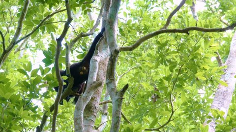 Mexican Howler Monkey Pooping Jungle Stock Footage Video (100% Royalty ...