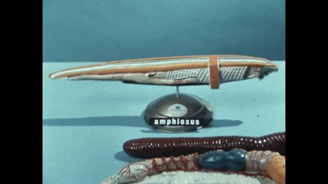 1960s Crosssection Anatomical Model Worm Amphioxus Stock Footage Video ...