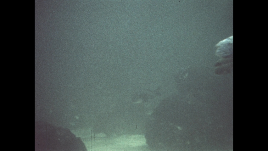 1960s sea turtle swims aquarium probe Stock Footage Video (100% Royalty ...