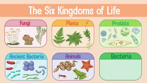 Six Kingdoms Life Animated Examples Organisms Stock Footage Video (100% ...