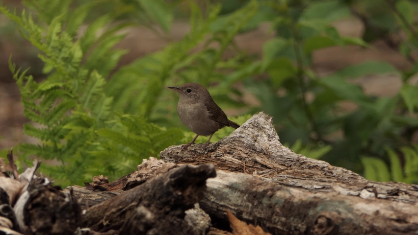 Young Bird standing on log image - Free stock photo - Public Domain ...