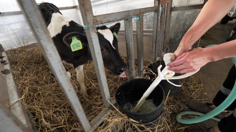 134 Bucket feeding calves Stock Video Footage - 4K and HD Video Clips ...