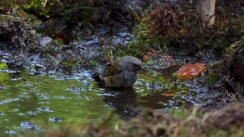 Dunnock Having Fun Puddle On Hot Stock Footage Video (100% Royalty-free ...