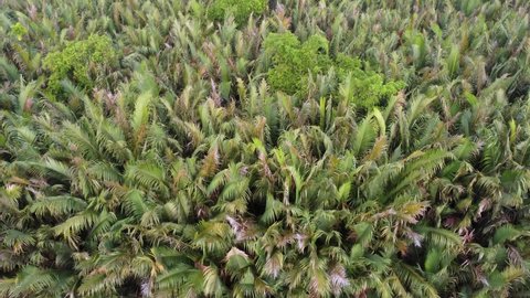 Aerial View Nipah Tree Grow Together Stock Footage Video (100% Royalty ...