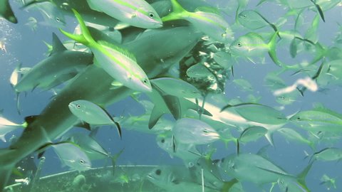 People Pack Sharks School Fish Underwater Stock Footage Video (100% ...