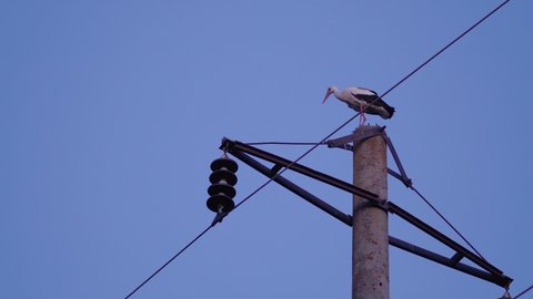 Stork Standing Scratching Using Paw On Stock Footage Video (100% ...