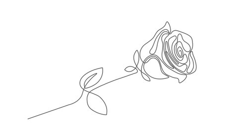 Rose Flower Line Drawing Roseline Arthand Stock Footage Video (100% ...
