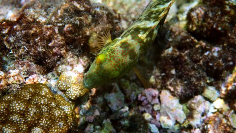 Underwater Video Cheilinus Trilobatus Tripletail Wrasse Stock Footage ...