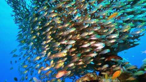 Tropical Glass Fish Reef Underwater Tropical Stock Footage Video (100% ...