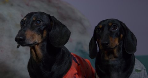 Portrait Two Dachshund Dogs Who Huddle Stock Footage Video (100% ...