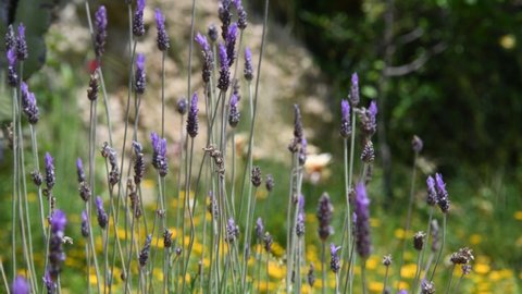 Purple Lavender Flower Blowing Wind Alicante Stock Footage Video (100% ...