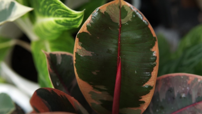 1,578 Ficus leaves Stock Video Footage - 4K and HD Video Clips ...