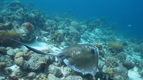 Swimming with stingrays Stock Video Footage - 4K and HD Video Clips ...